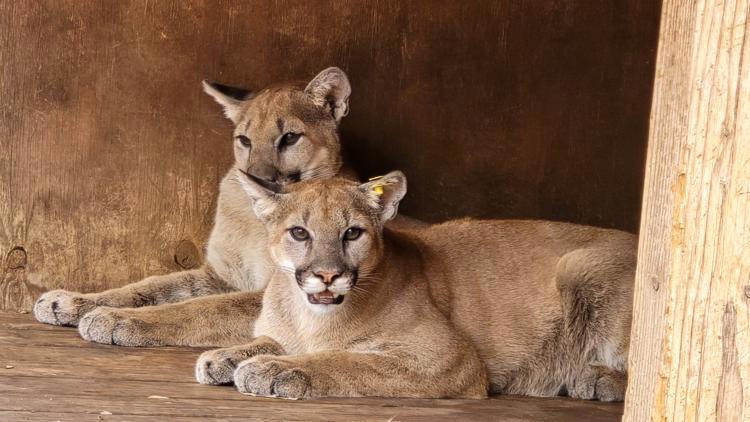 San Diego Humane Society’s Ramona Wildlife Center releases pair of ...