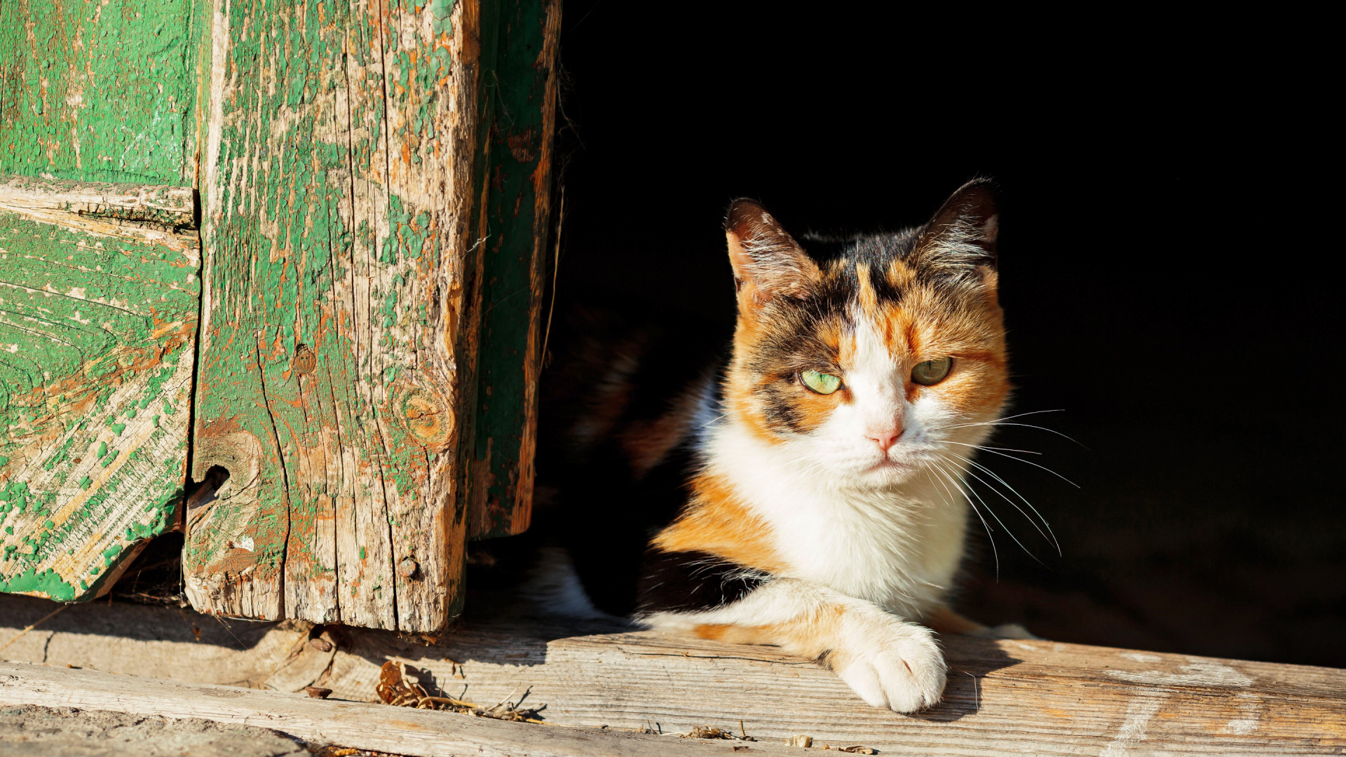 12 Reasons Cats Would 100% Survive A Zombie Apocalypse Before Us