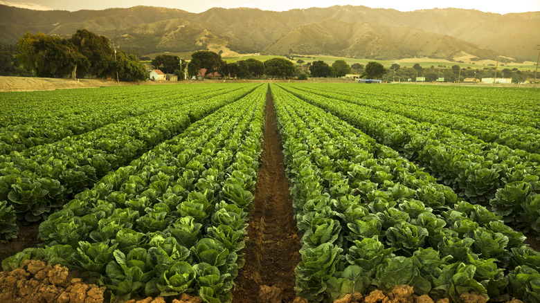 This US State Produces The Most Fresh Produce