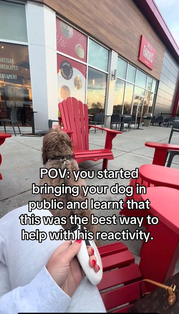Train Your Dog Like a Pro: Understanding Desensitization
