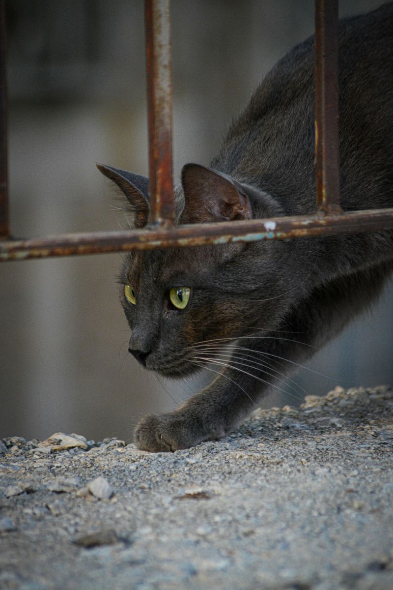 12 Reasons Cats Would 100% Survive A Zombie Apocalypse Before Us