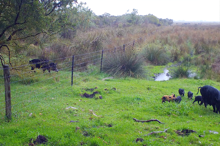 Plan to spread destructive $156 million problem in rural Australia ...