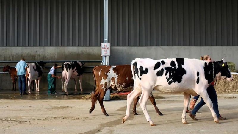 Limpopo tightens livestock movement controls as FMD fears persist