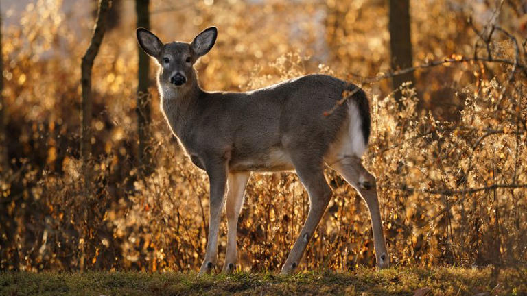 Over 1K Kentucky deer dead, sick due to contagious disease outbreak