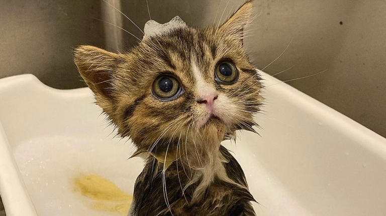 Quando un gatto ti sceglie: l’amore silenzioso che cambia la vita