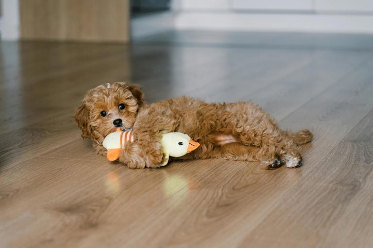 Le Maltipoo, ce chien hypoallergénique, moitié caniche, moitié bichon