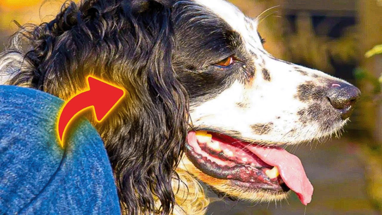 Woman’s Wish For A Dog Denied By Shelter