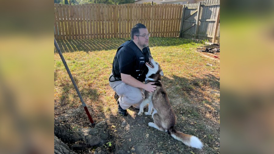 WATCH: FWACC officers save husky from tree