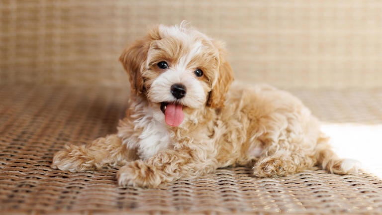 Le Maltipoo, ce chien hypoallergénique, moitié caniche, moitié bichon