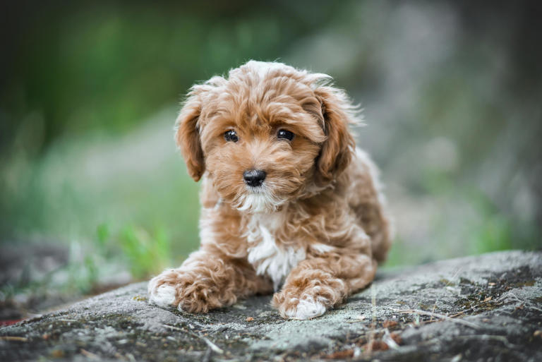Le Maltipoo, ce chien hypoallergénique, moitié caniche, moitié bichon