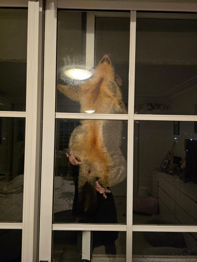 How to prevent possums making your house their home as demand for ...