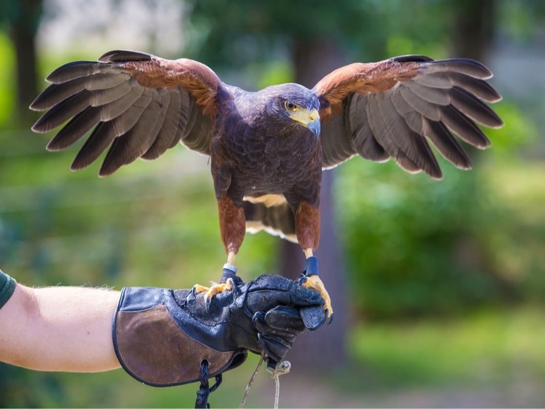 Strange Heist Outside SoFi Stadium Leaves Police Searching For Bird Thief