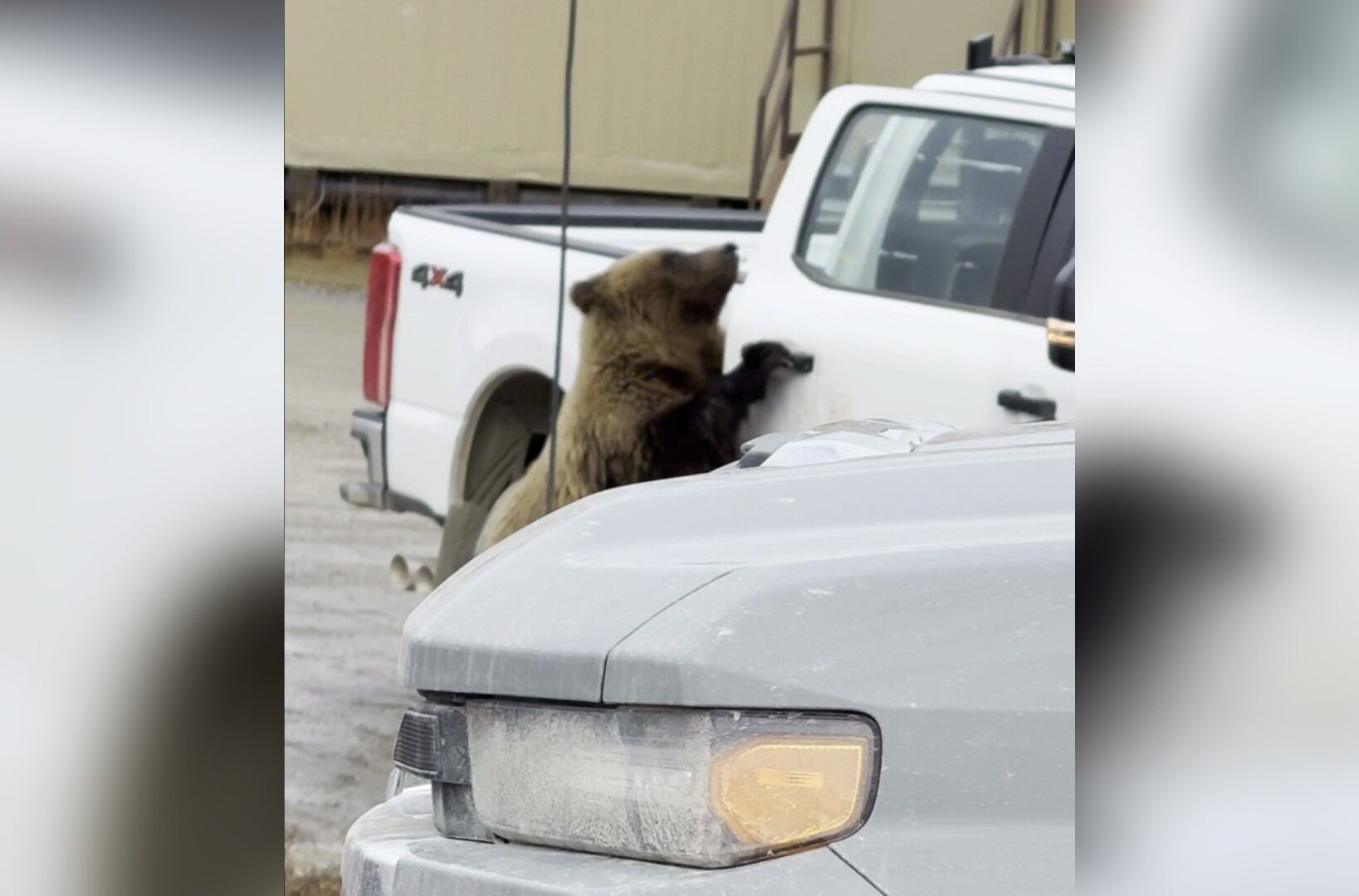 VIDEO: Bears caught on cam opening truck doors on North Slope