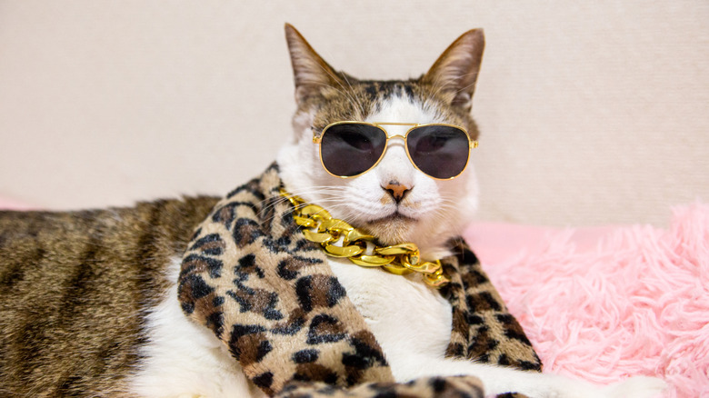 Cats That Should Be Supermodels