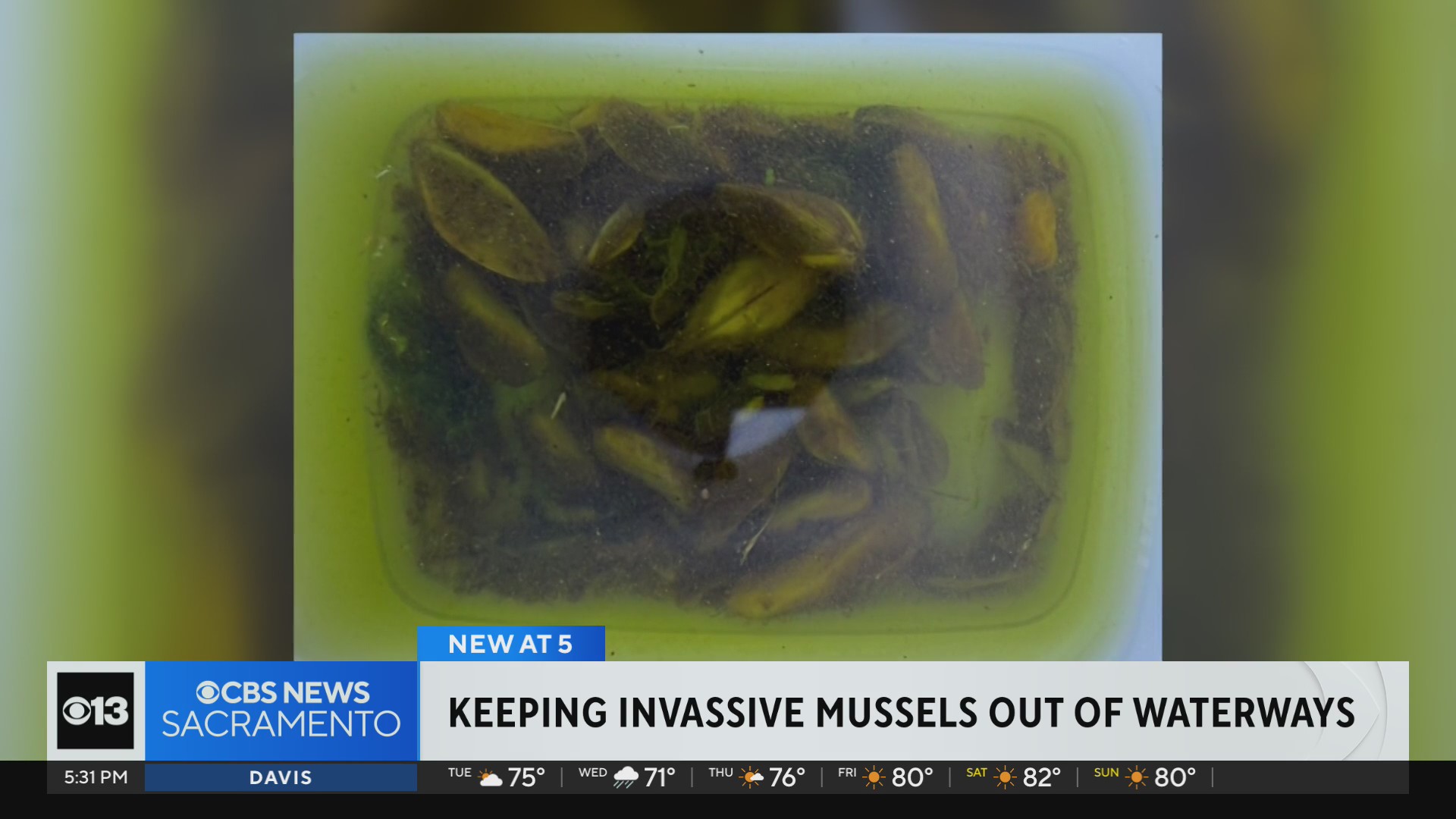 California officials continue work to keep invasive mussels out of ...