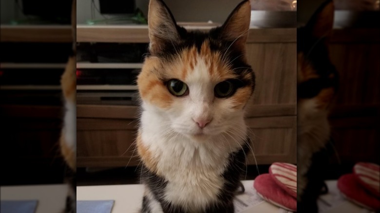 Cats That Should Be Supermodels