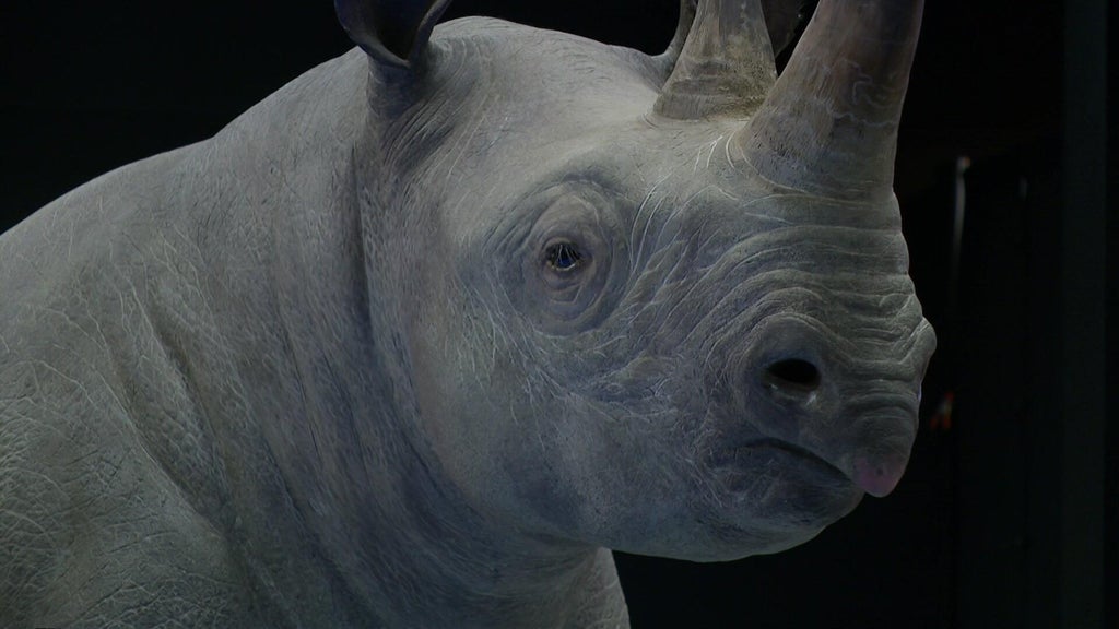 New Minnesota science museum exhibit highlights how skin helps all ...