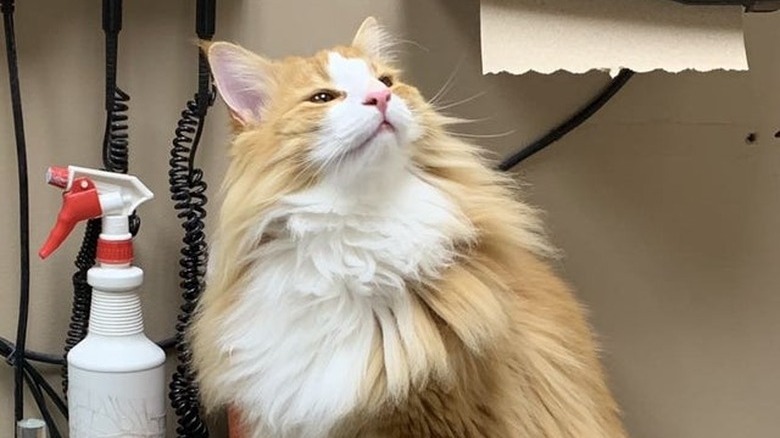 Only True Dog Lovers Can Identify All Of These 20 Breeds From Just One Look