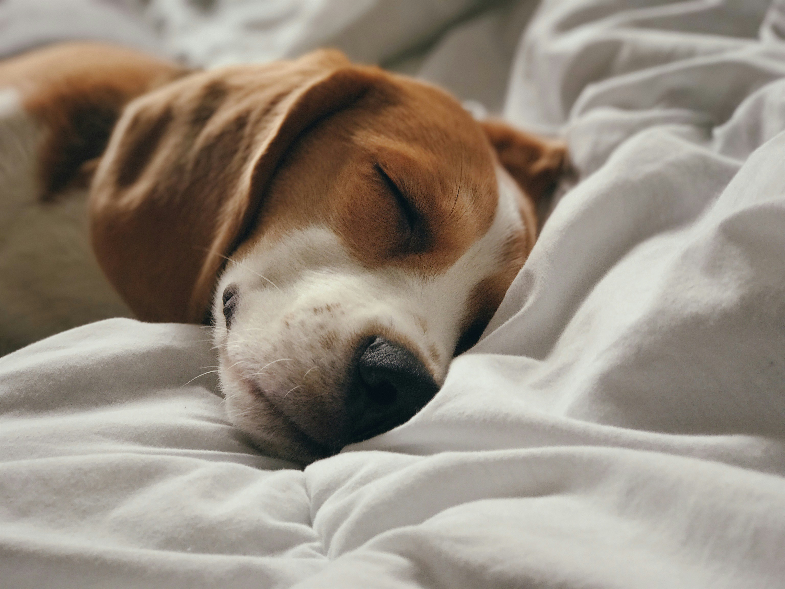 6 Health Benefits of Sleeping With Your Pet