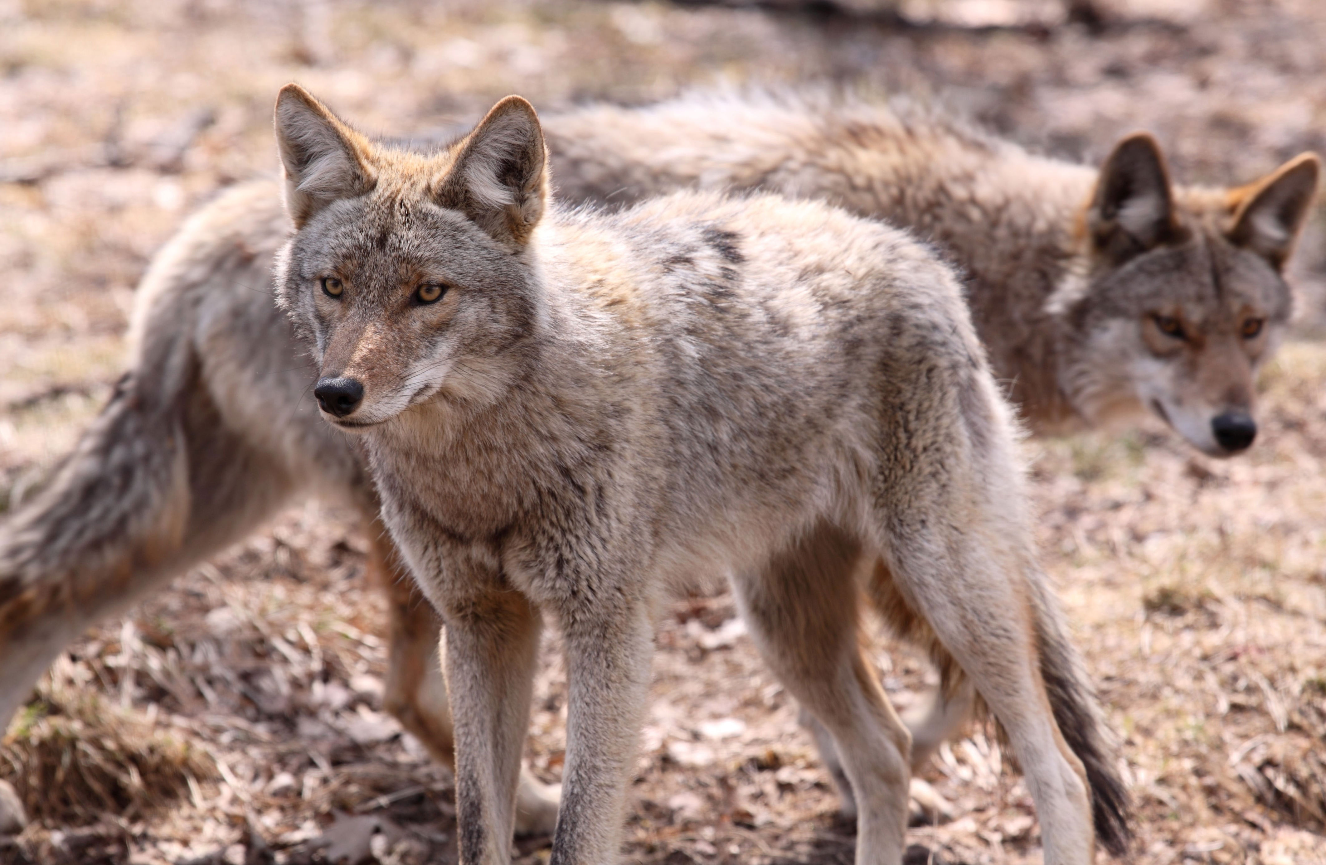 Coyote who attacked metro Atlanta resident and dog tests positive for ...