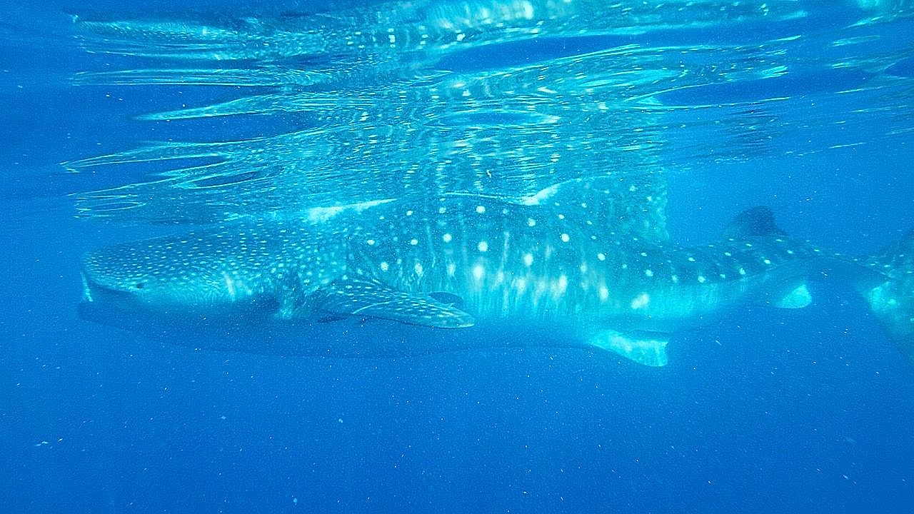 First ever: whale shark with deformity spotted surviving in the Gulf of ...