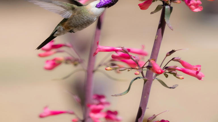 10 Beautiful Rare Birds You'll Likely Only Find In Southern United States