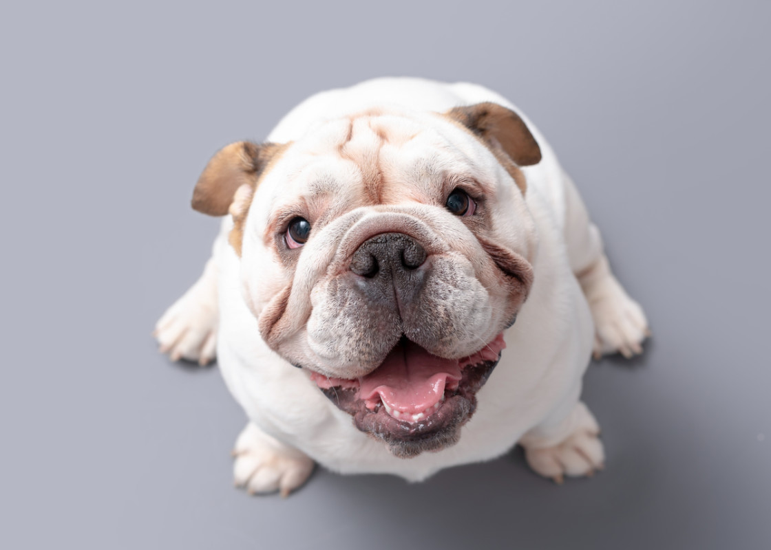 Bulldog's Pure Disdain for Windshield Wipers Is a Whole Mood