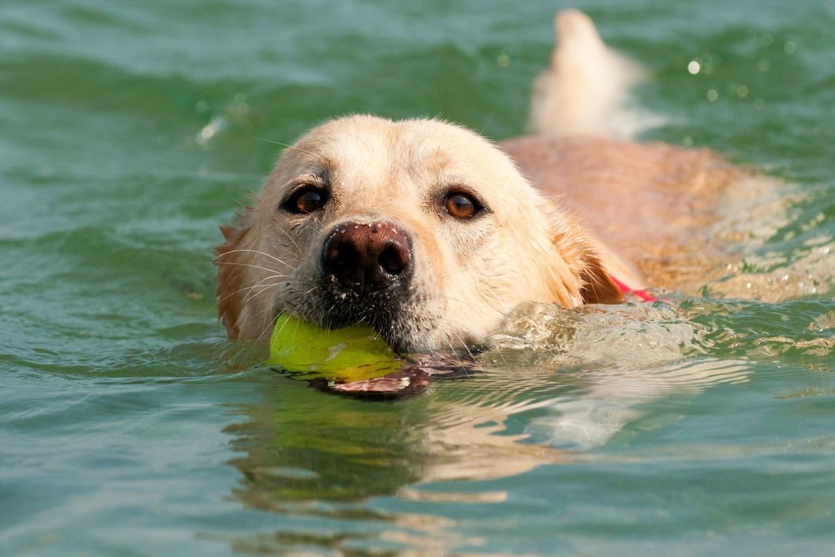 Senior Labrador Learning To Fetch Proves Age Is Just a Number