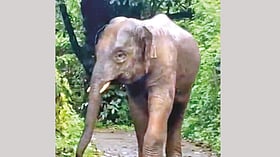 Omkar Elephant Goa Maharashtra Border | ‘ओंकार’चा गोवा-महाराष्ट्र ...