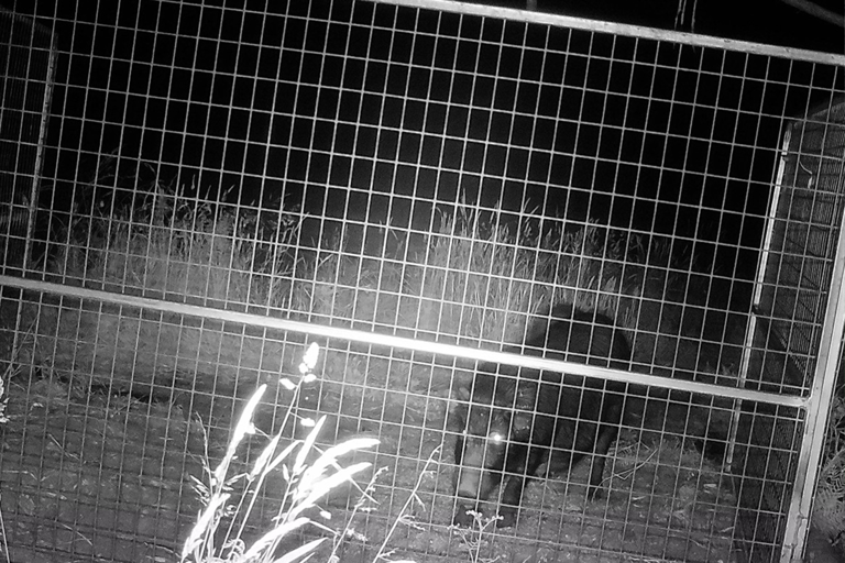 Plan to spread destructive $156 million problem in rural Australia ...