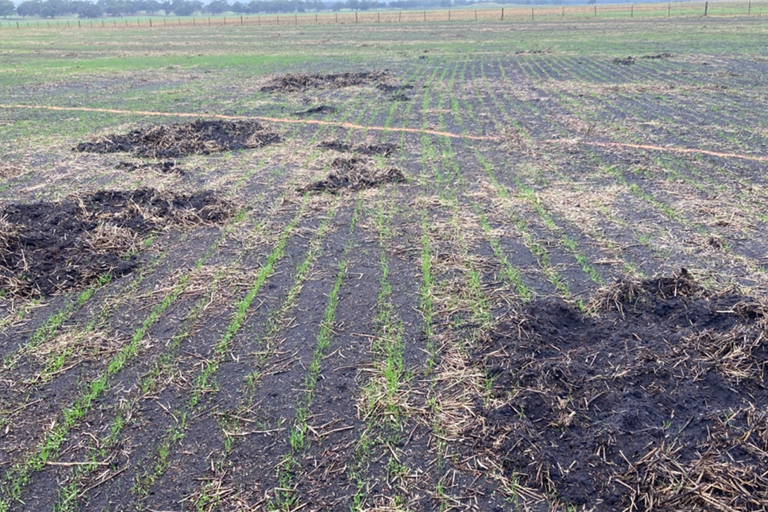 Plan to spread destructive $156 million problem in rural Australia ...