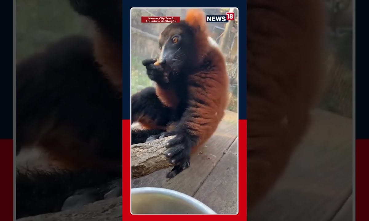 Adorable | Critically Endangered Juvenile Red-Ruffed Lemur Eats Fruit