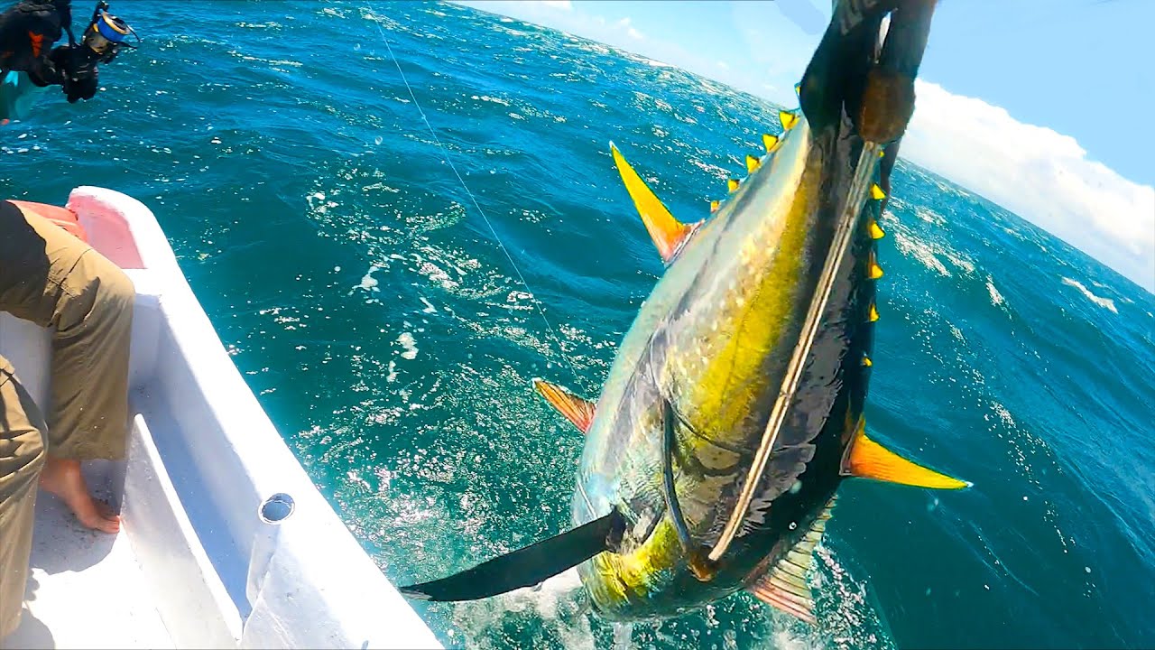 Catching and cooking massive yellowfin tuna in Panama