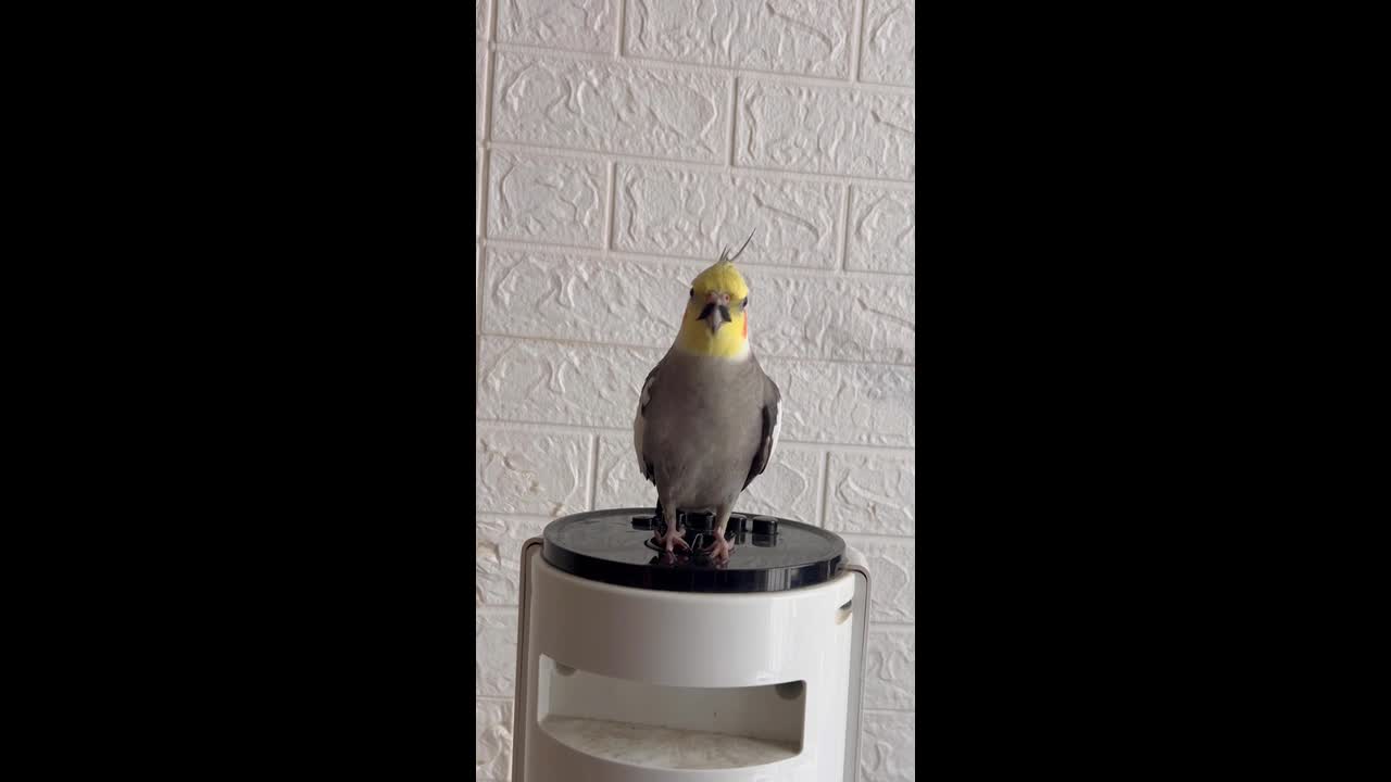 Bird expertly mimics owner's impressive opera singing