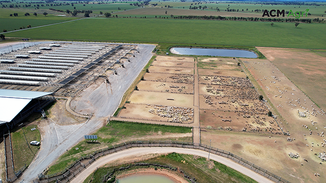 Influx of northern sheep helps to fill Forbes saleyards offering in ...