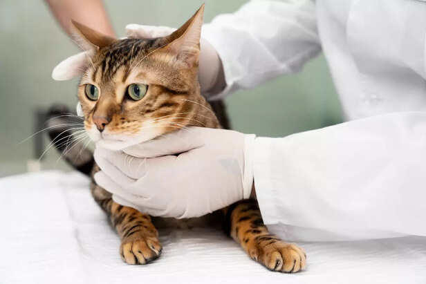 The Only Cat Deworming Guide You Will Ever Need