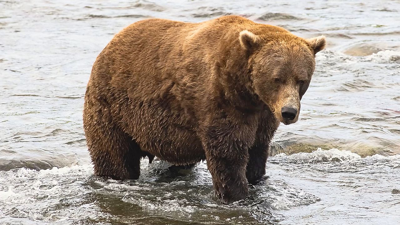 Les ours bruns d'Alaska s'affrontent lors de la Fat Bear Week 2025