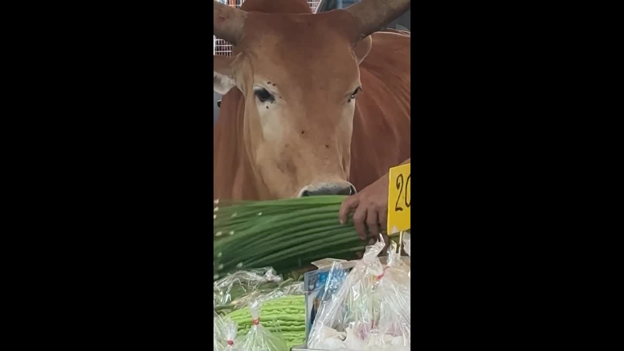 Cow wanders into market and munches on food being sold