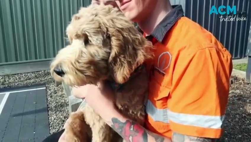 George the luckiest dog