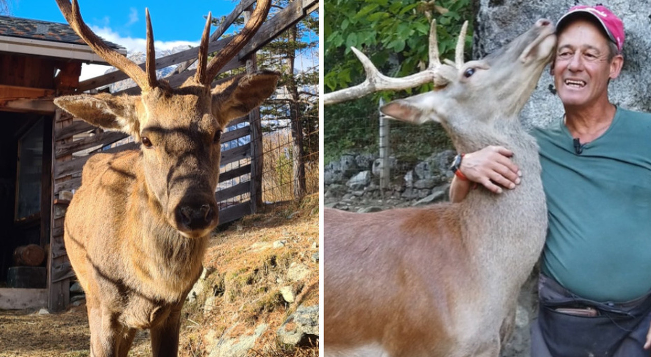 Bambi, il cervo più famoso d'Italia è morto: «Grazie per tutto quello ...