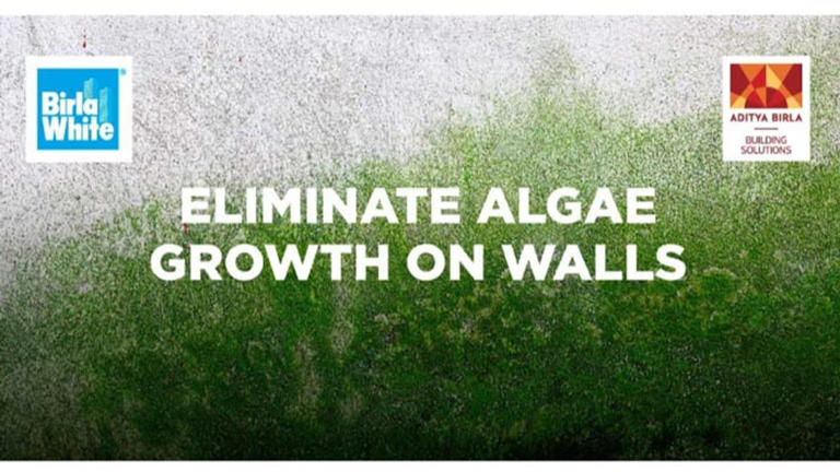 Say Goodbye to Algae & Fungi: How Wall Putty Protects Your Walls