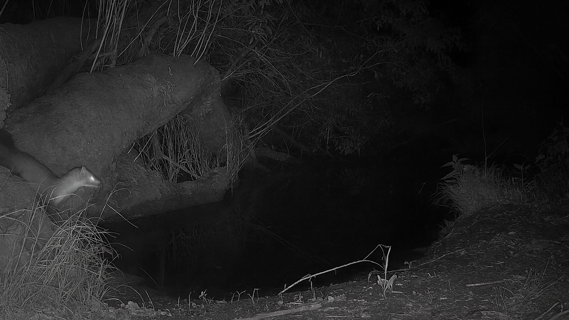 Animali selvatici ripresi da una fototrappola sulla riva del fiume