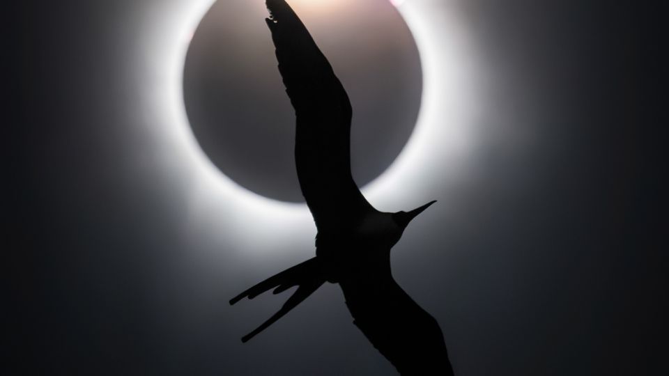 Bird photography prize showcases an ‘awe-inspiring’ natural world