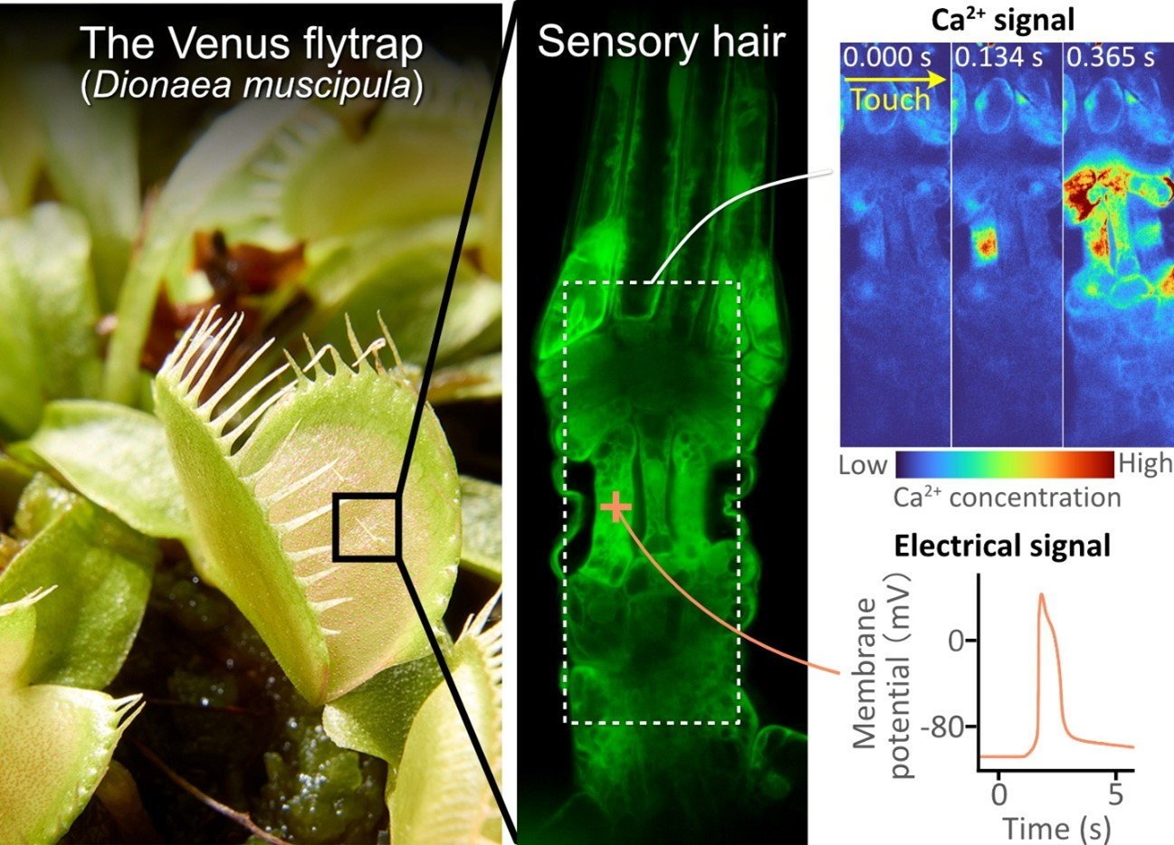 Secret of the Venus flytrap's deadly bite finally revealed