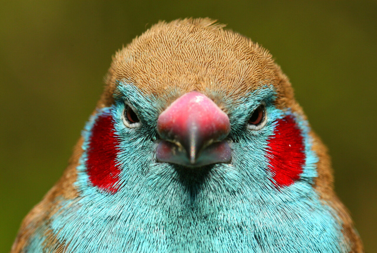 BIRDBASE dataset tracks ecological traits for 11,589 species of birds