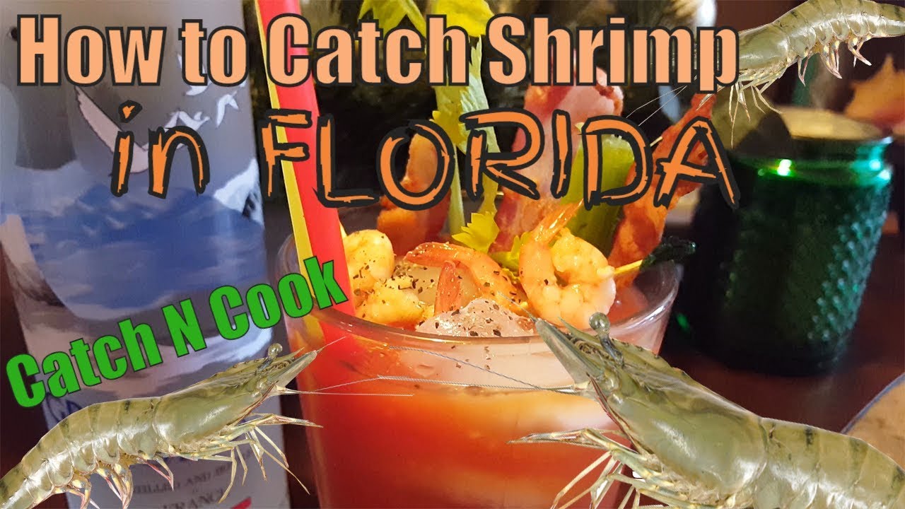 3 T’s for Catching Shrimp in Florida Waters