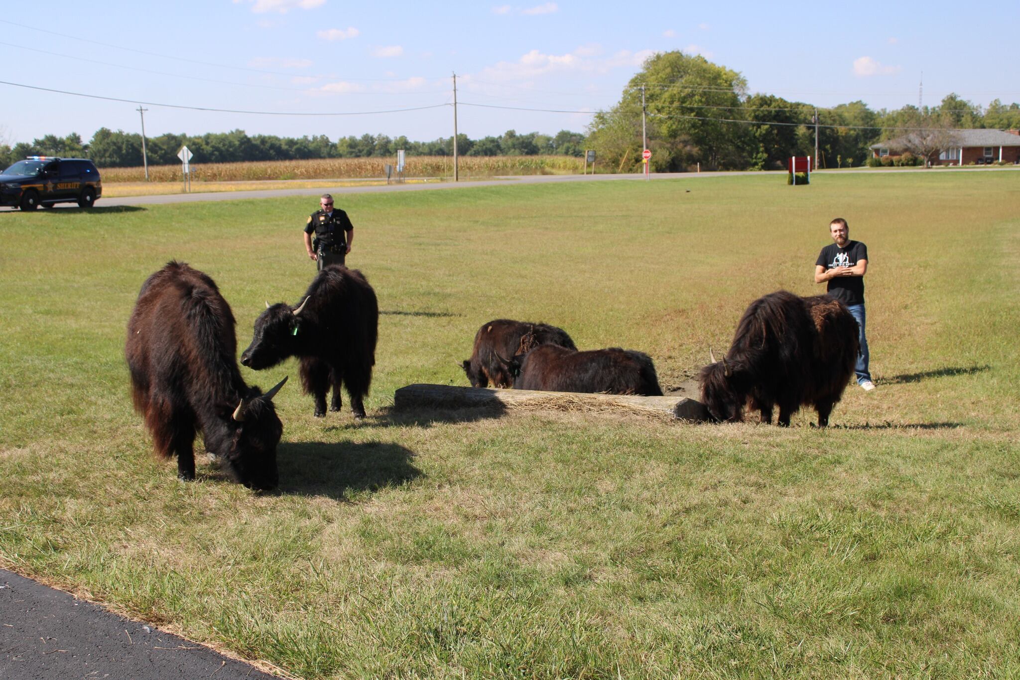 Yaks escape ranch, walk to local middle school to graze