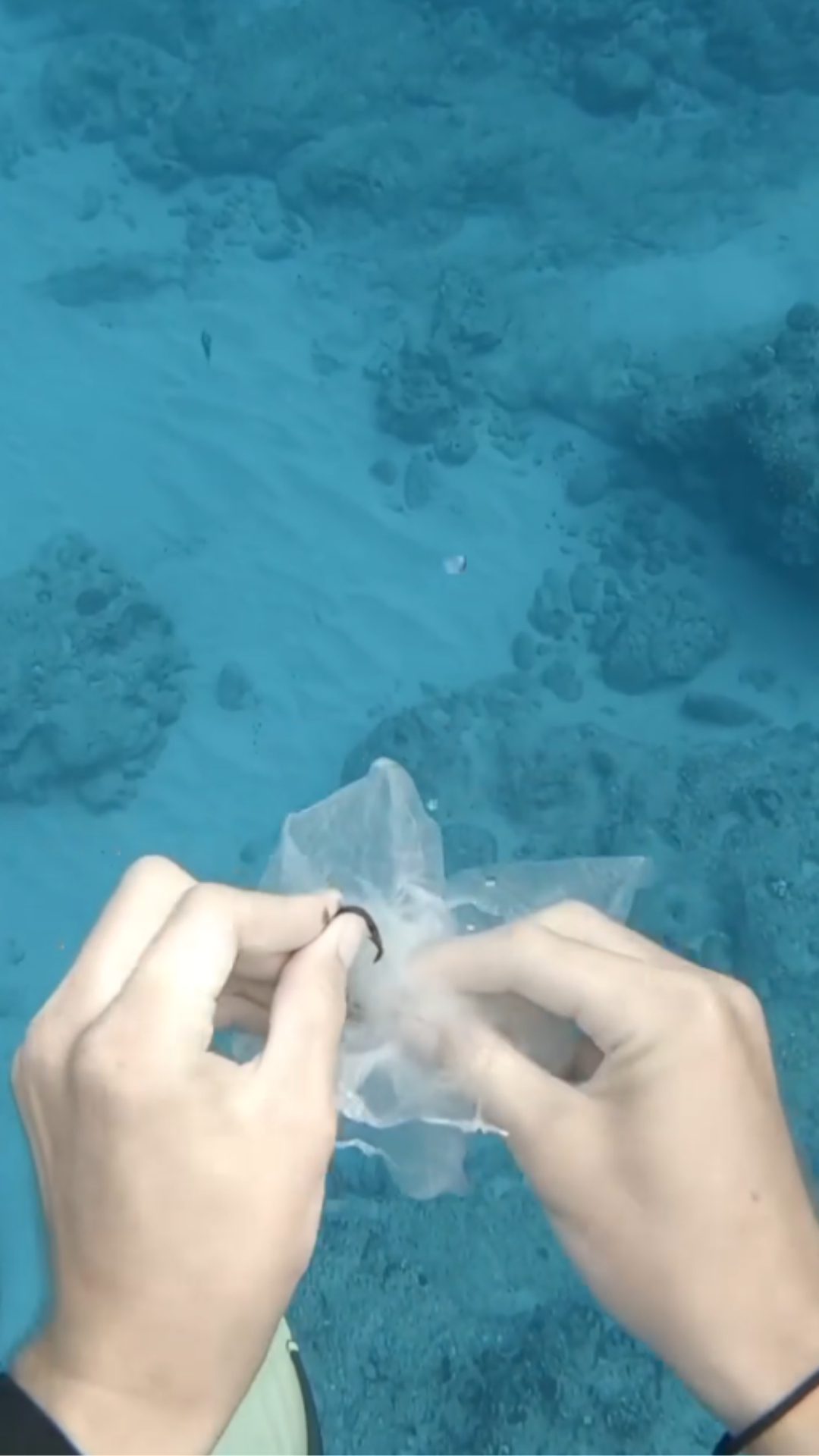 We Found Some Amazing Things Under the Ocean in Hawaii