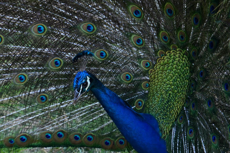 Florida man arrested for allegedly killing, cooking, and eating pet ...