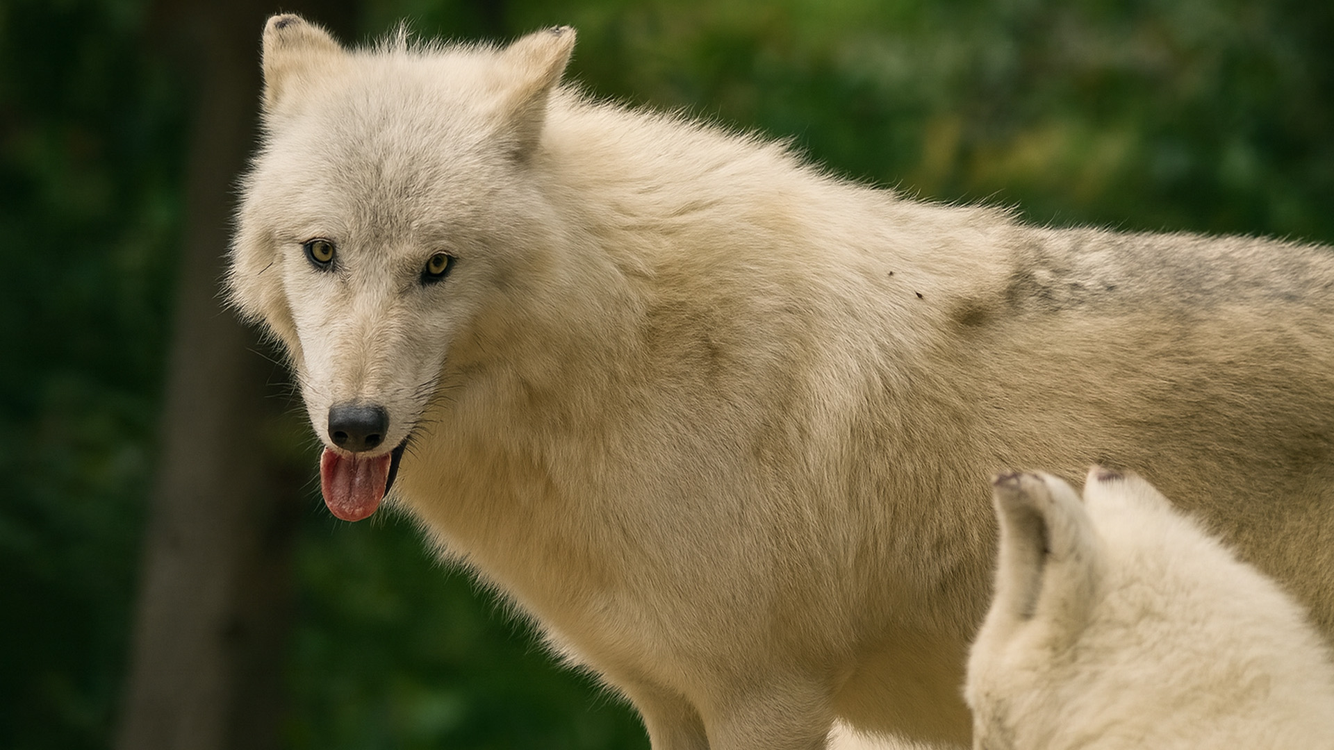 Witte wolf – de wilde Arctische jager in de natuur